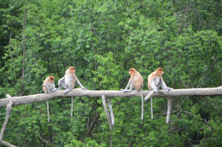Best Places To See Wildlife In Sabah, Borneo | Borneo Eco Tours