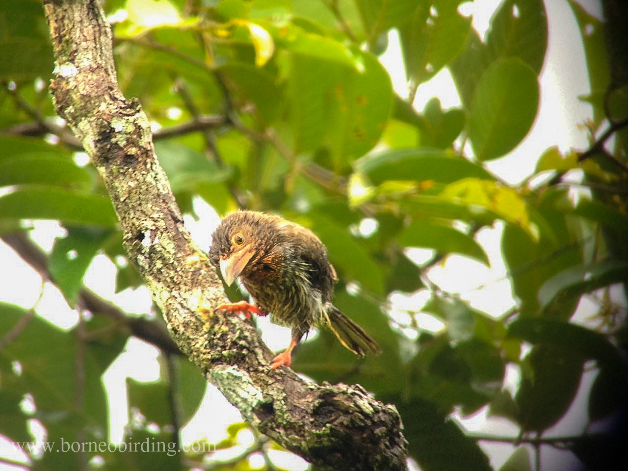 The Borneo Birding Experience | Borneo Eco Tours