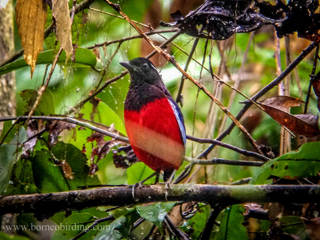 The Borneo Birding Experience | Borneo Eco Tours