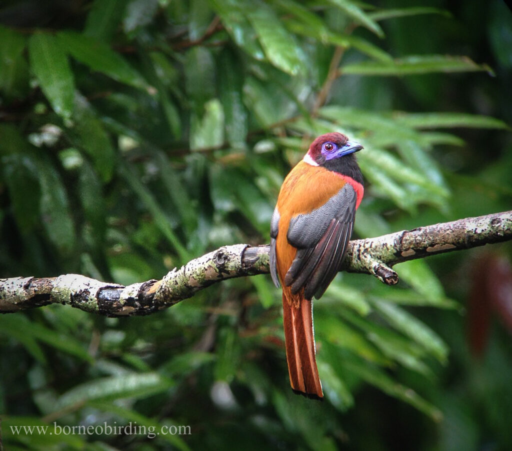The Borneo Birding Experience | Borneo Eco Tours