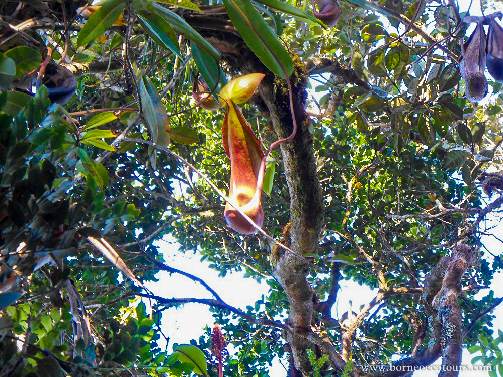 5 Reasons You Should Seriously Climb Mt. Trus Madi (Even though you ...