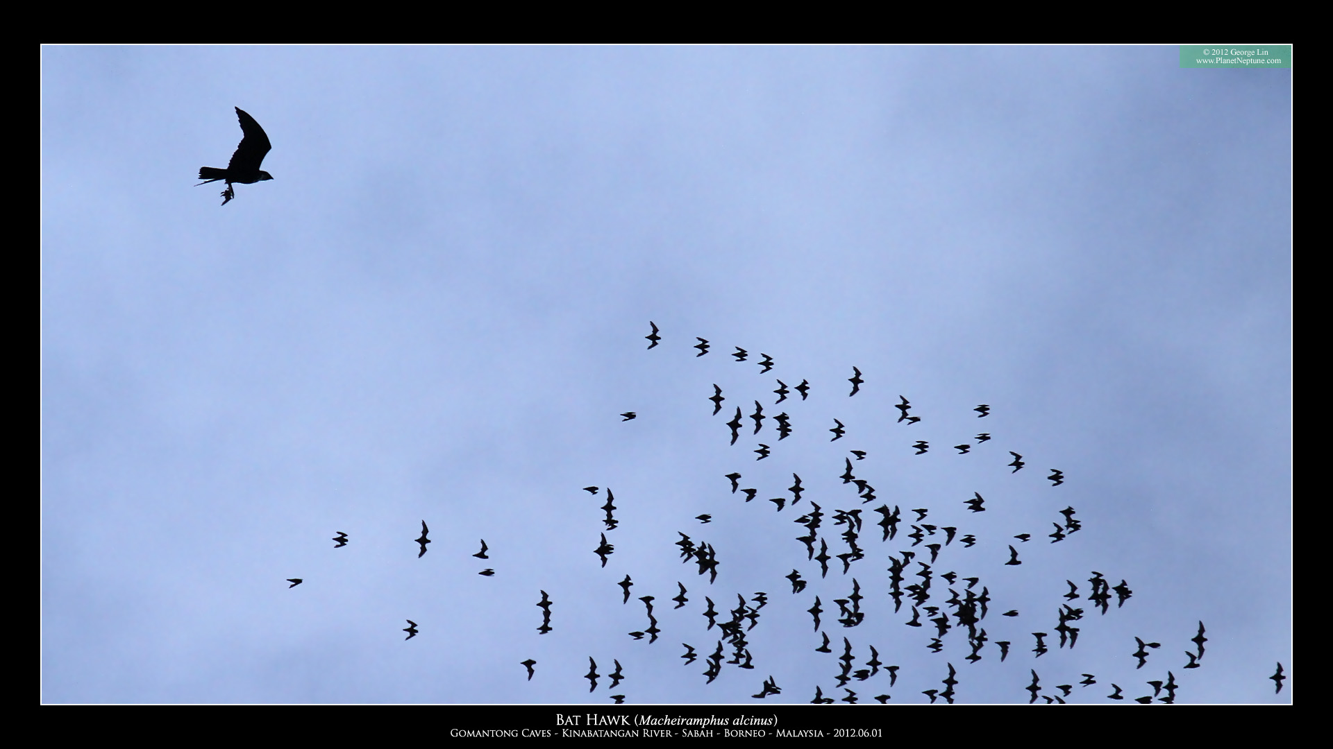 The Top 8 Birds in Kinabatangan that Every Birder Should Have on Their ...