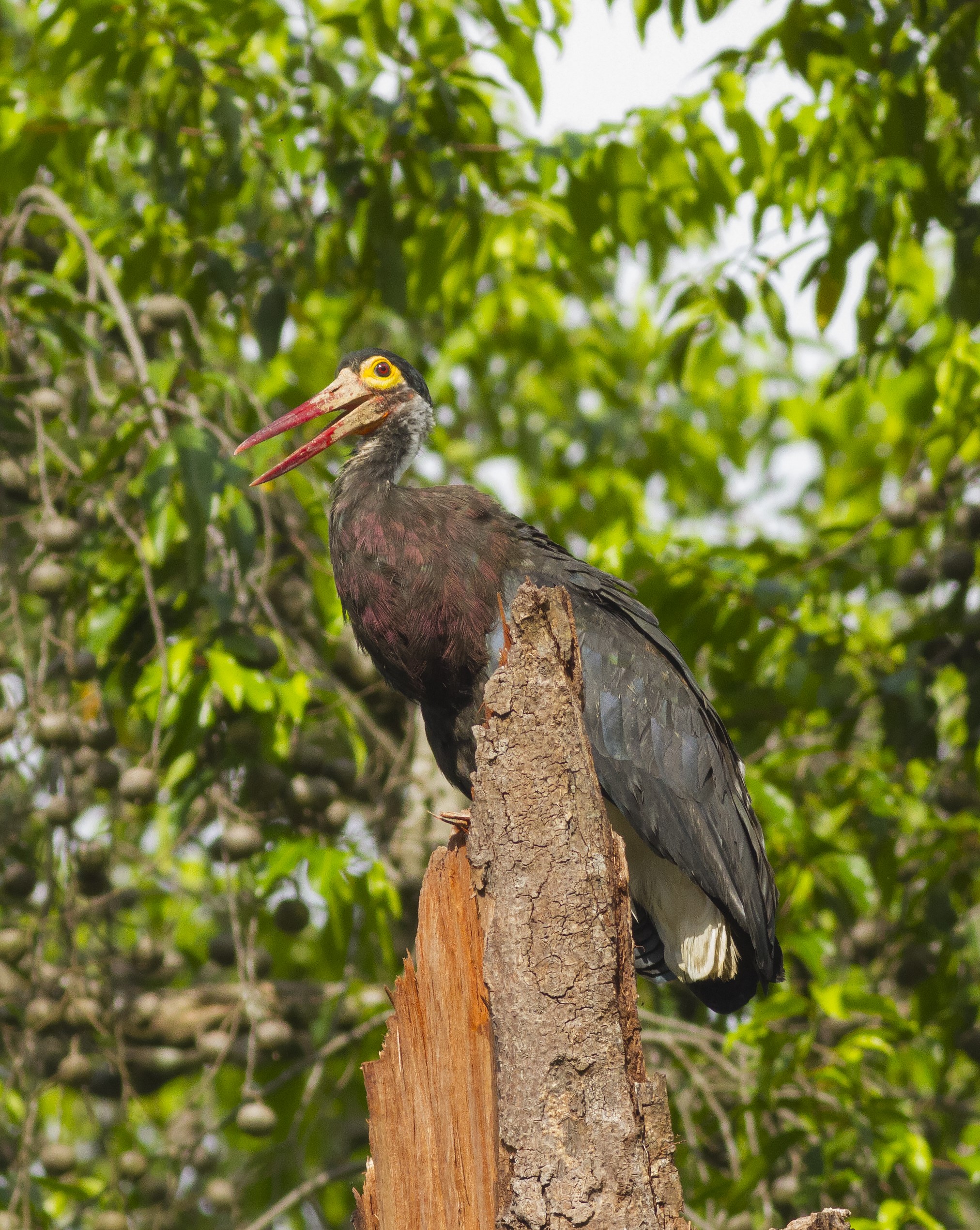 The Top 8 Birds in Kinabatangan that Every Birder Should Have on Their ...