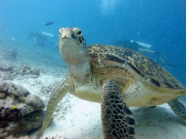 It’s World Oceans Day. Here are the top island destinations in Borneo ...