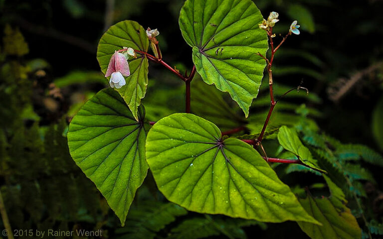Get to Know the Incredible Borneo Big 5 Flora of Sabah, Malaysian ...