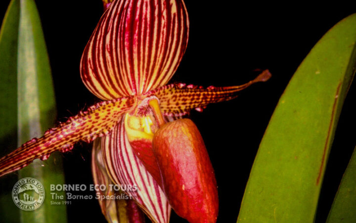 Get to Know the Incredible Borneo Big 5 Flora of Sabah, Malaysian ...