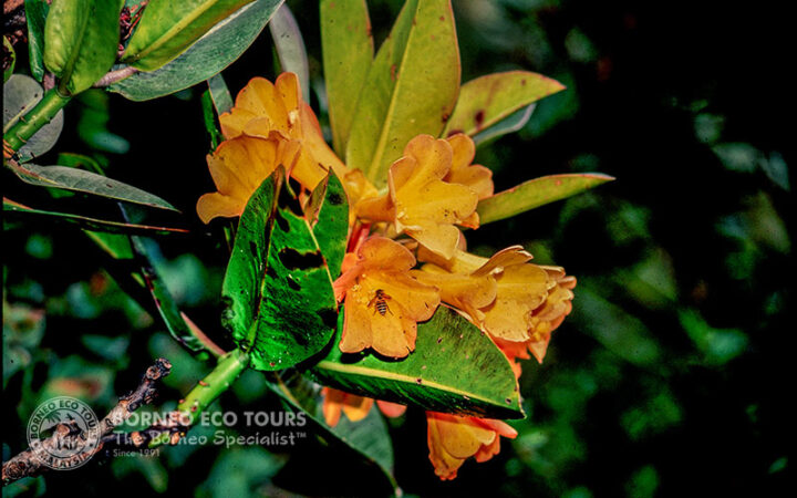 Get to Know the Incredible Borneo Big 5 Flora of Sabah, Malaysian ...