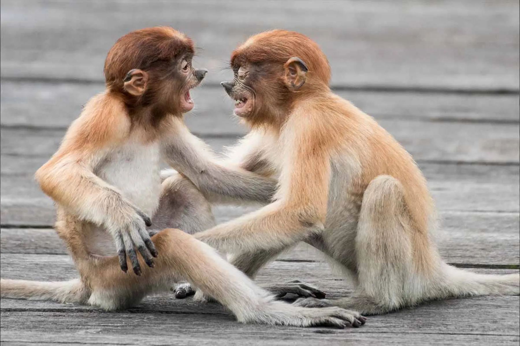 Sabah Malaysia Borneo Primates Day Tour | Borneo Eco Tours