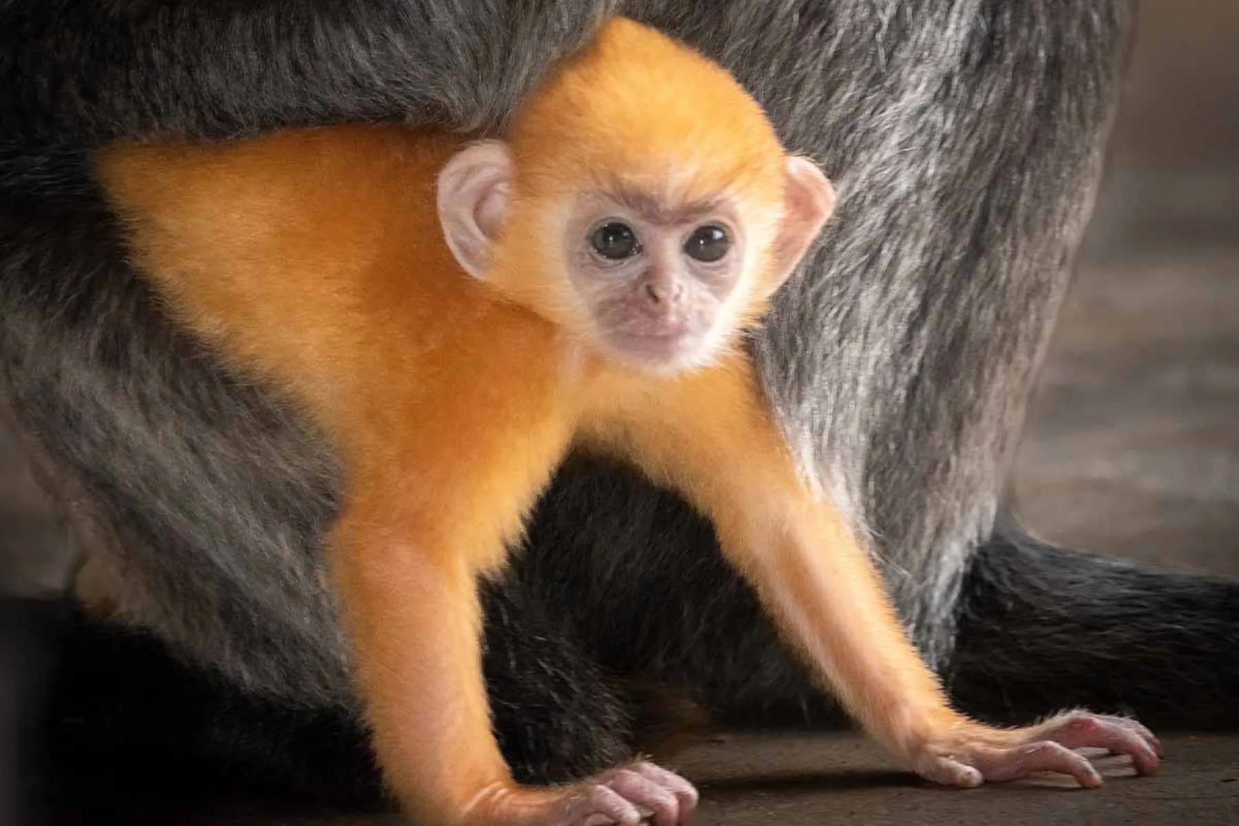 Sabah Malaysia Borneo Primates Day Tour | Borneo Eco Tours