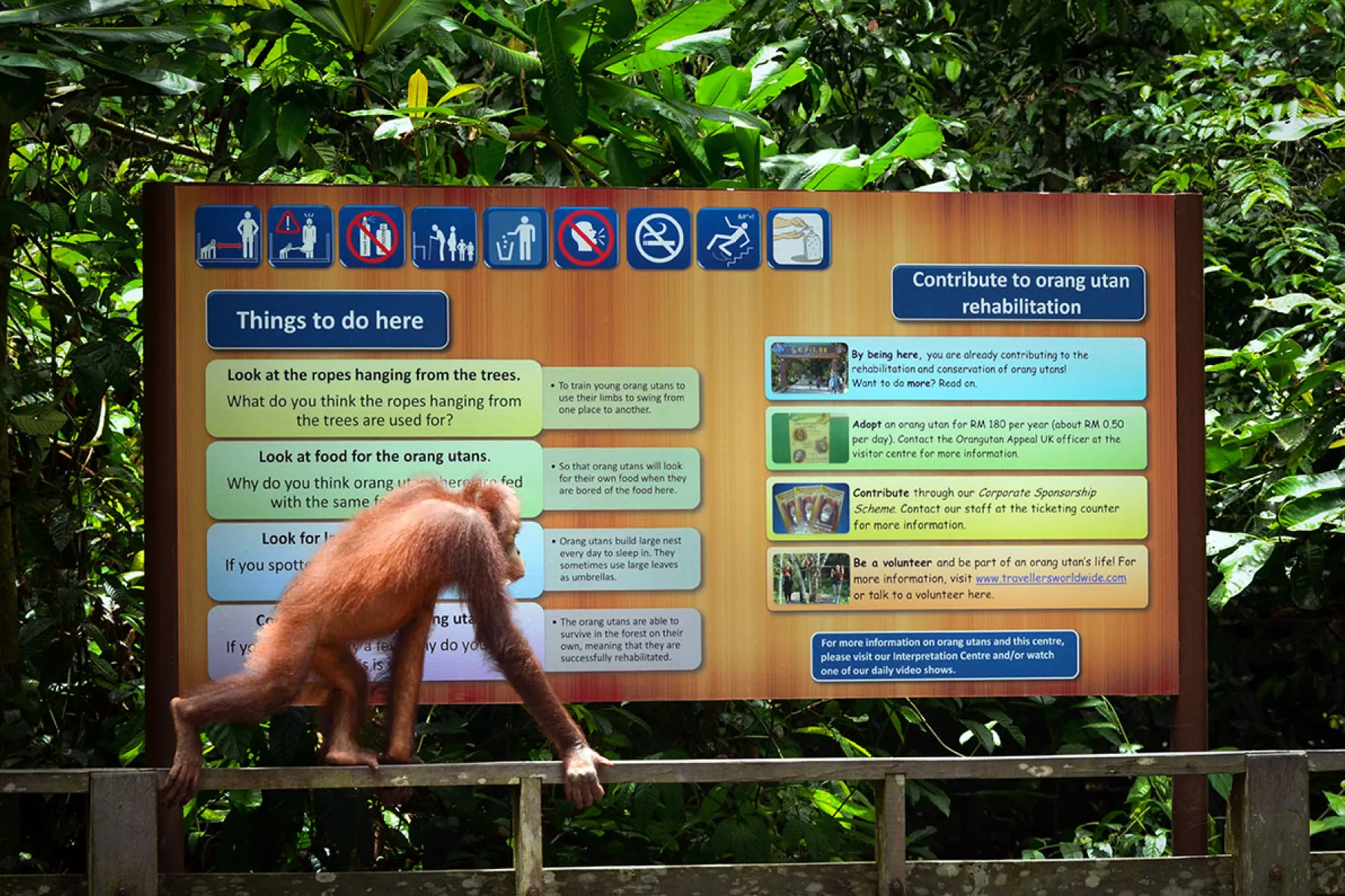 Sabah Malaysia Borneo Primates Day Tour | Borneo Eco Tours