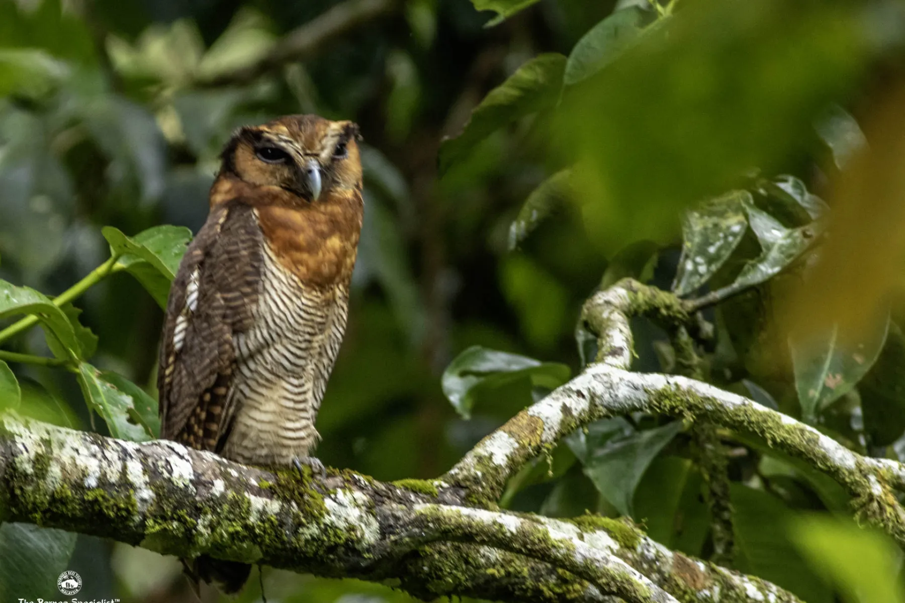 Sabah Rainforest Safari | Borneo Eco Tours