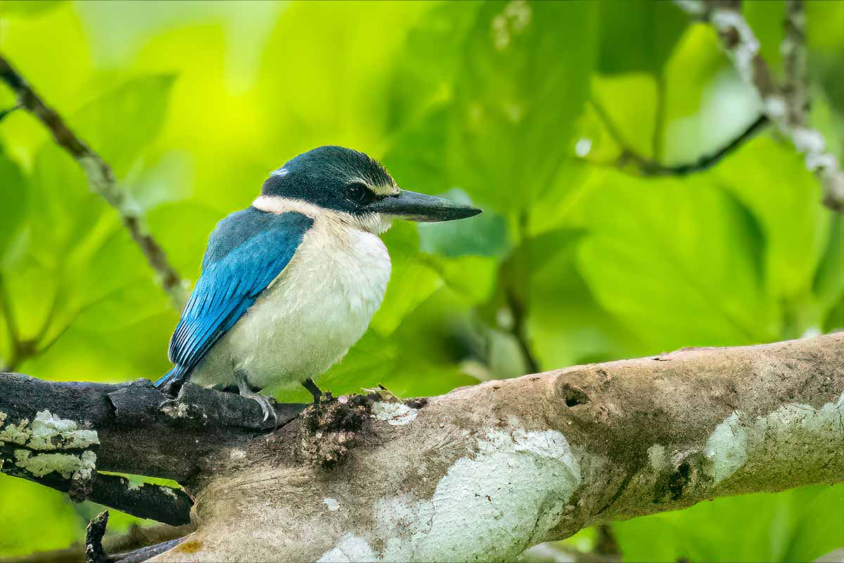 Birding in Borneo With A Specialist Guide For 16D15N | Borneo Eco Tours